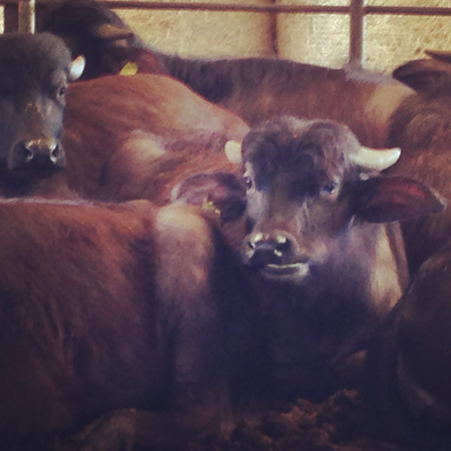 Buffalo Mozzarella from A to Z – Italy Food Roots