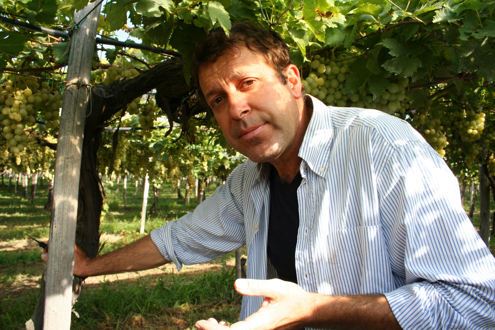 This Grape Juice Comes From Grapes | Italy Food Roots